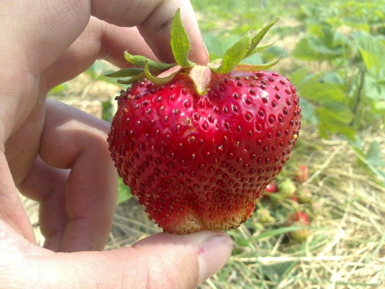 Клубника Чамора Туруси: описание сорта, фото, отзывы дачников