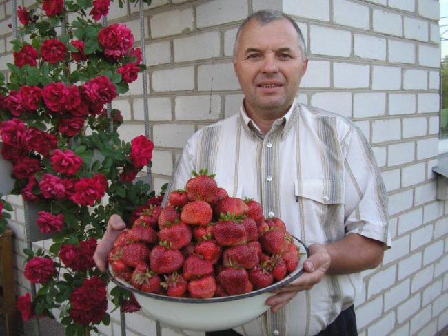 Клубника Чамора Туруси: описание сорта, фото, отзывы дачников