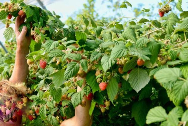Малина Брусвяна: описание сорта, отзывы, фото, уход