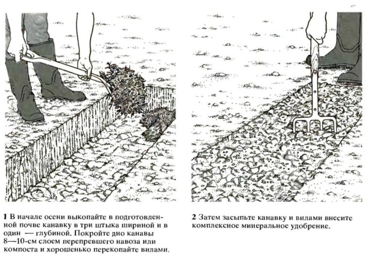 Малина Брусвяна: описание сорта, отзывы, фото, уход