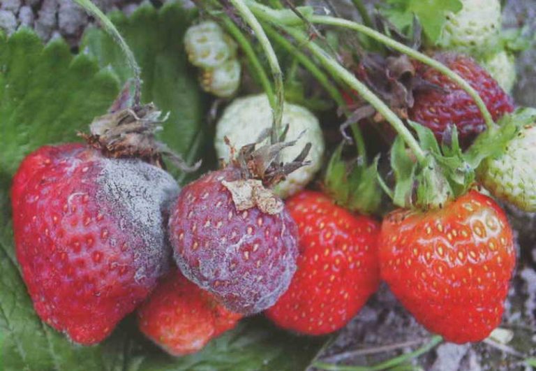 Описание сорта клубники Дукат: фото, размер и вкус ягод, отзывы