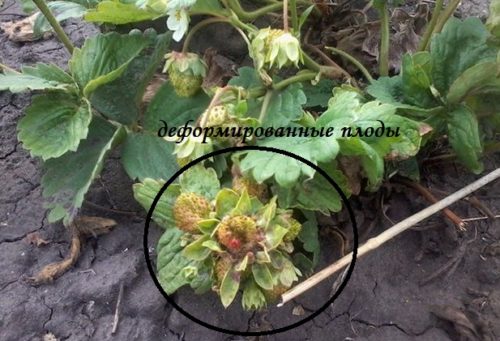 Нематода на клубнике: фото, методы борьбы и препараты