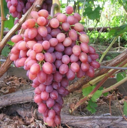 Виноград Виктор: отзывы и описание сорта, фото